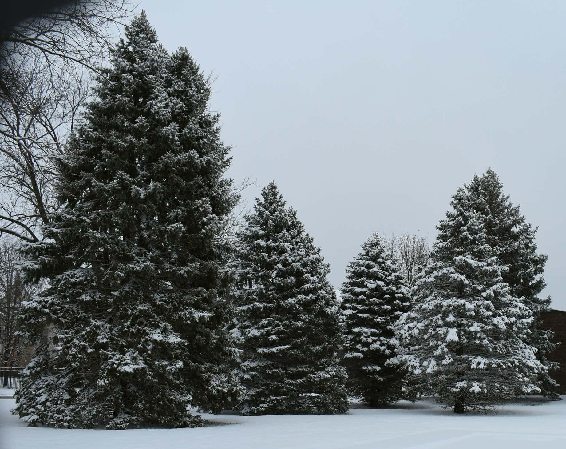 Shop - Brittany's Trees - Buy Trees, Support SADS